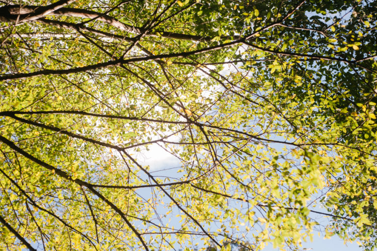 a simple path to nature study - Cloistered Away